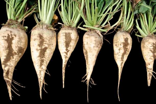 100+ Vegetables Name in English and Hindi with Picture